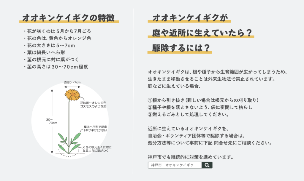 (2447c) オオキンケイギクを、新たに植えたり、運んだりすることは禁止 - 自治会を支援する会・西須磨